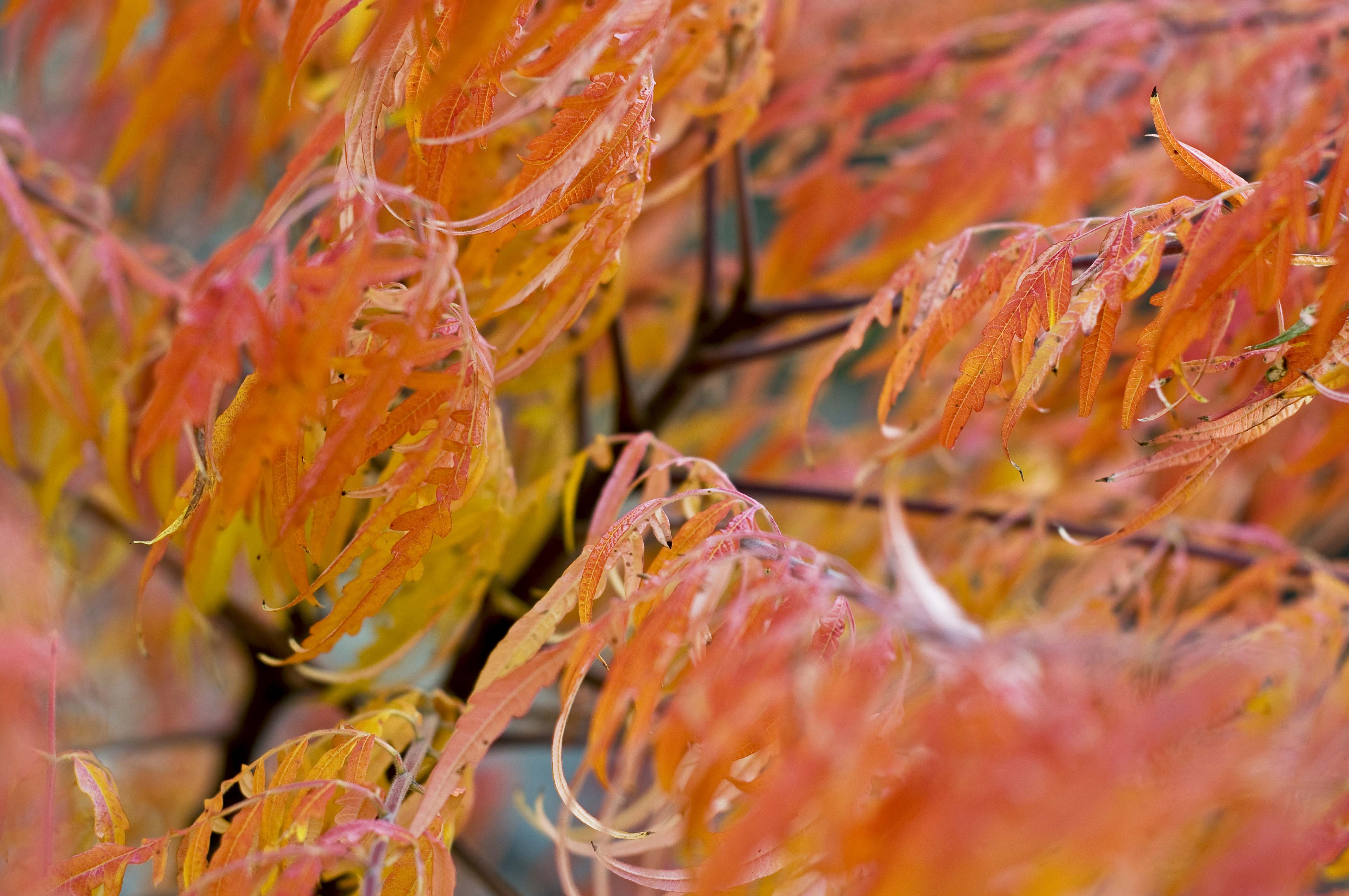 Photo gallery: Kansas in autumn, 2011 | News, Sports, Jobs - Lawrence ...